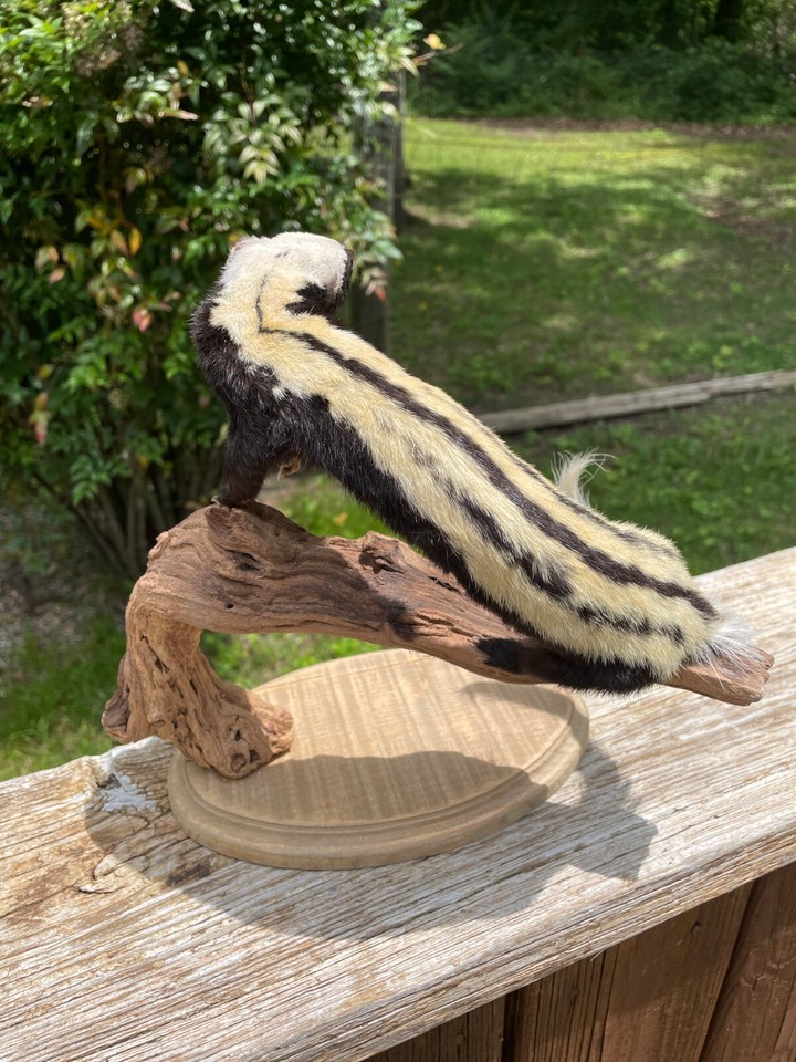 Taxidermy Collectors, Very, NICE, Rarely seen, Lifesize African STRIPED ...