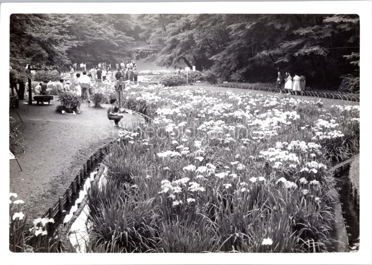 Vintage Flower Field Photography