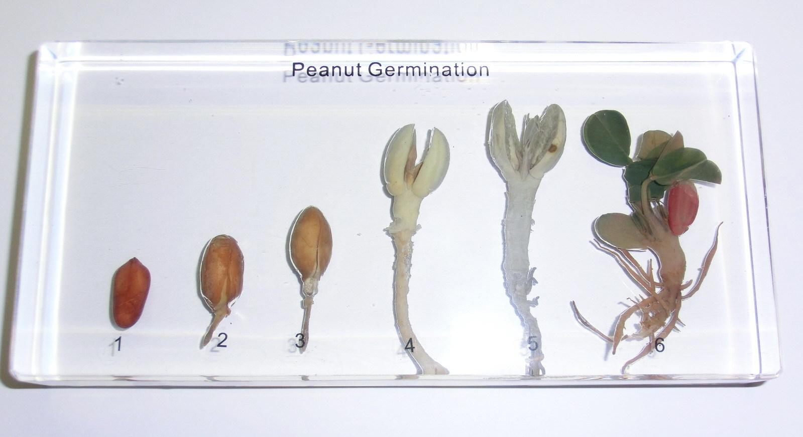 Peanut Plant Life Cycle