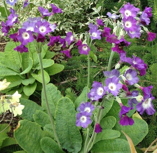 Primula alpicola Violacea ( Moonlight Primrose)-25 Seeds,Hardy ...