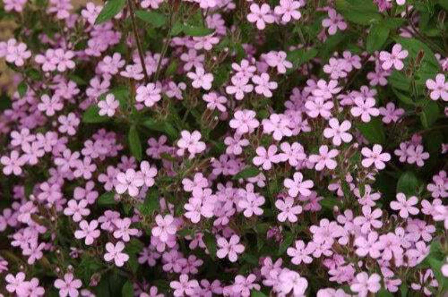 500 PINK ROCK SOAPWORT Saponaria Ocymoides Flower Seeds | eBay