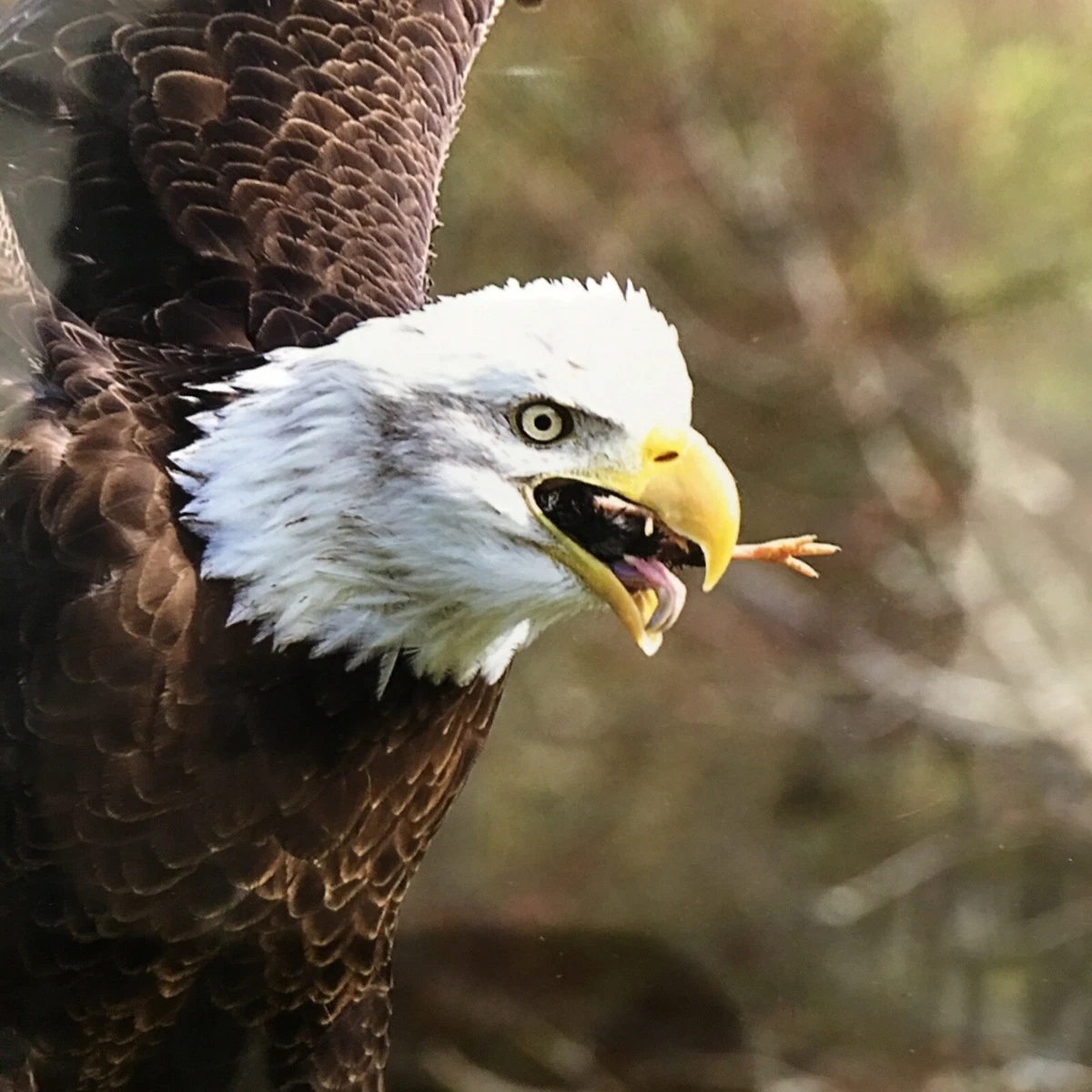 Soaring Eagle Graphic