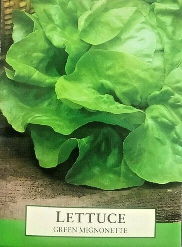 Lettuce Green Mignonette Vegetable Seeds | eBay Australia