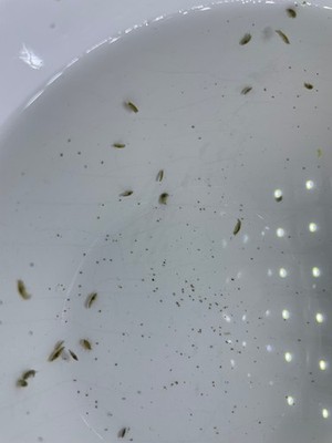 120+ Live Scuds - Food/Cleanup Crew- Freshwater Amphipods | eBay