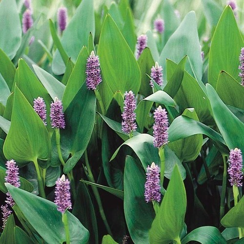 Purple Pickerel Rush Plants (Not Rhizomes/Tubers) /Pond/Bog/Aquatic ...