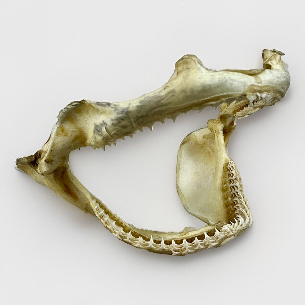 BULL SHARK JAW, Super Sharp Teeth, 4-5 Rows 7.5" width x 4" height ...