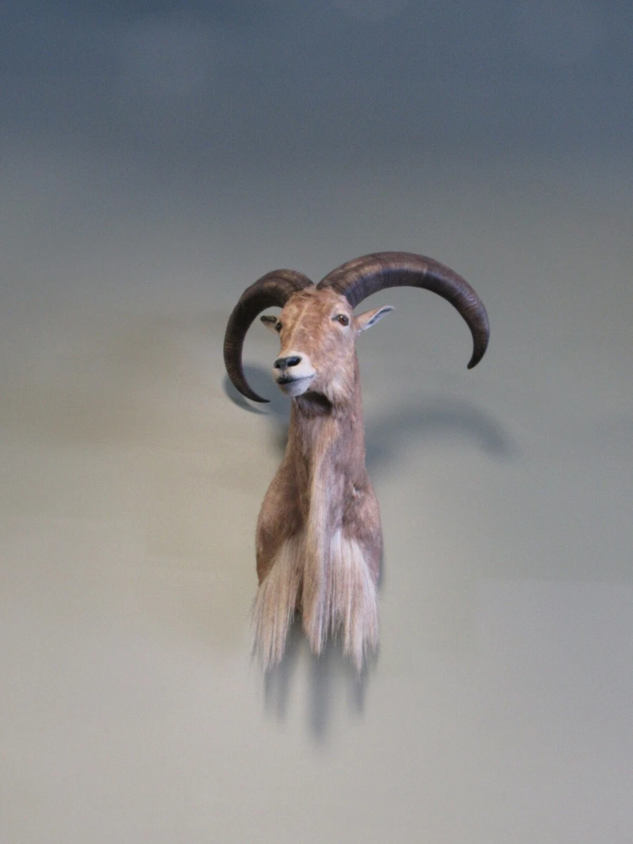 Barbary Sheep Mount