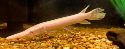 *Red Eyes* Albino Alligator Gar 6” -Live Tropical Freshwater Aquarium ...