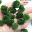Moss Balls For Fish Tank Marimo Moss Balls Variety Pack 5 Balls 0.25-1.5 Inch Live Plant ...