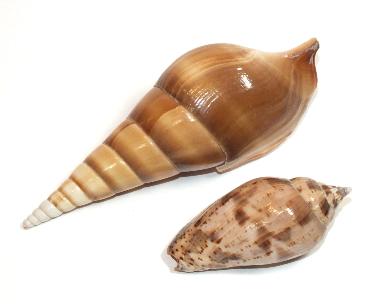 Hawaii Shell Guide