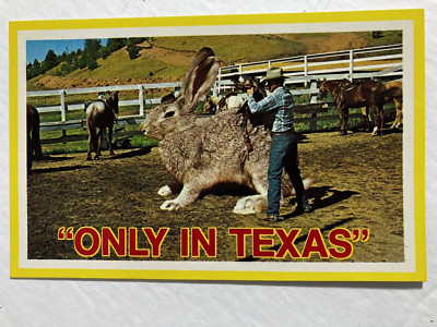 Cowboy Saddling Up Rabbit Big Jack Jackrabbit TEXAS Postcard Not Posted ...