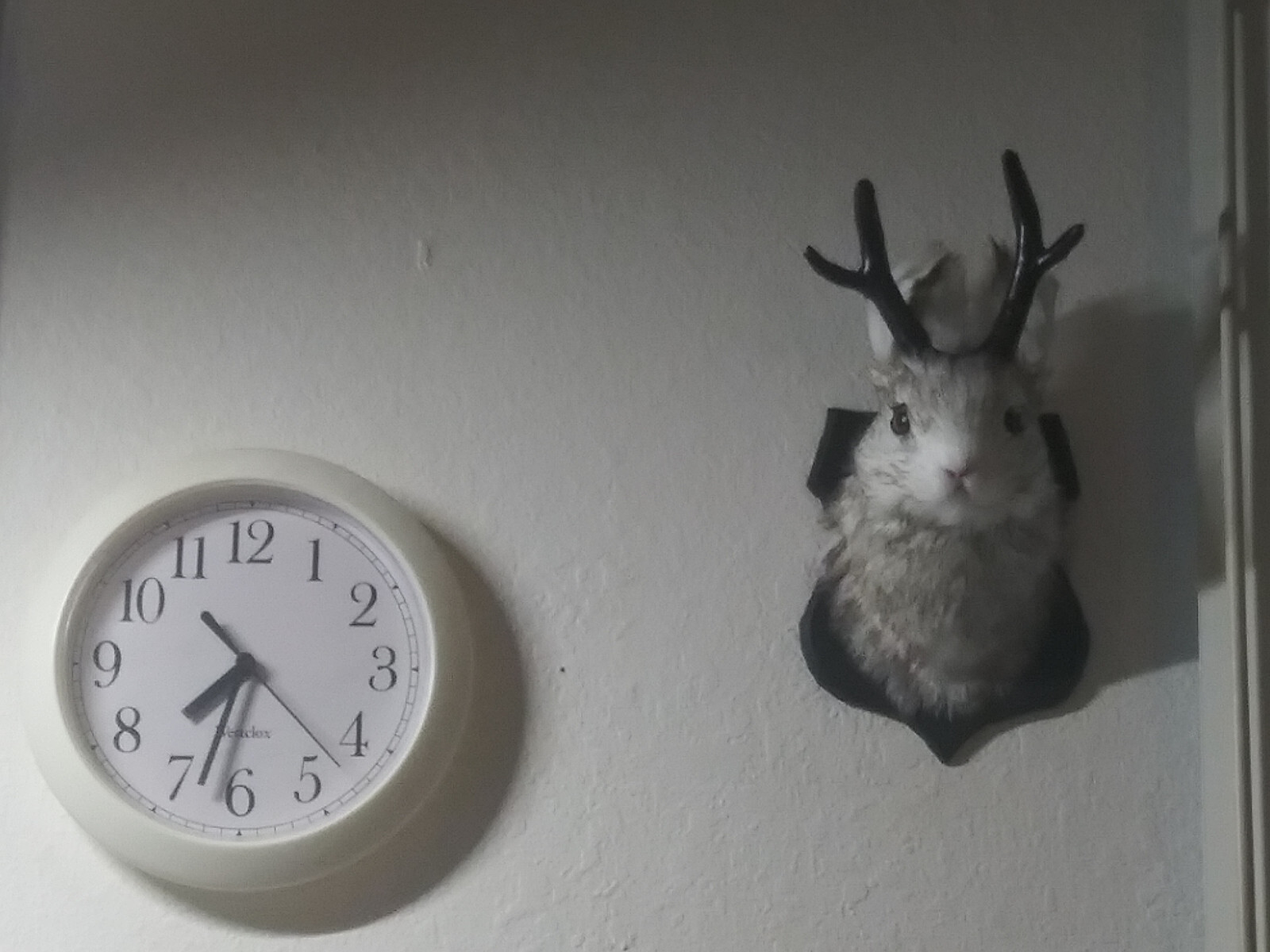 NEW Jackalope rabbit mount Taxidermy deer antlers cabin hunting art ...