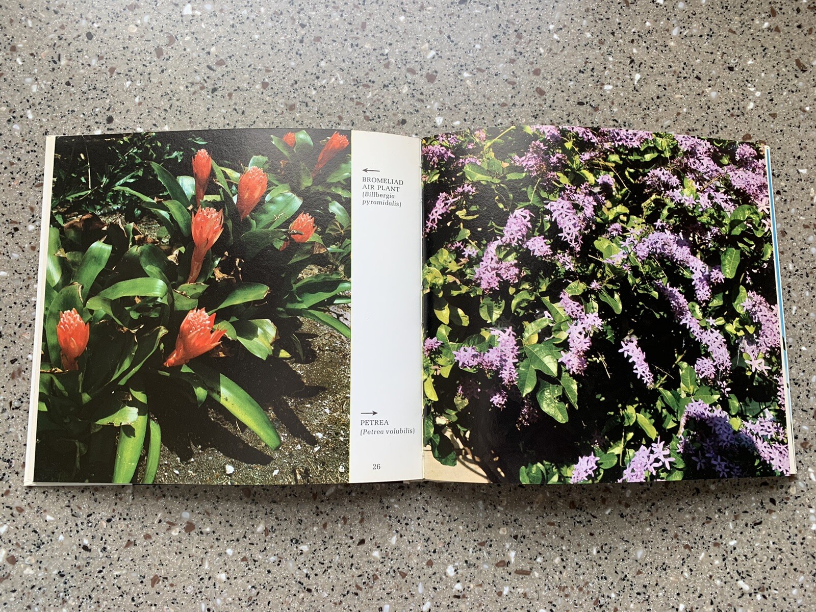 1960s Flowers of Bermuda By Hannah/ Garrard Plant Photography Tourism ...