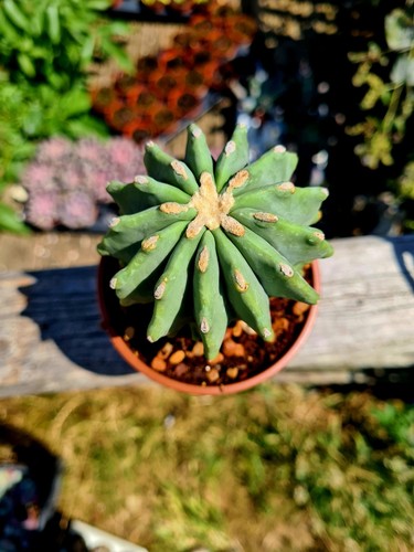 Ferocactus Glaucesens Inermis cactus plant | eBay UK