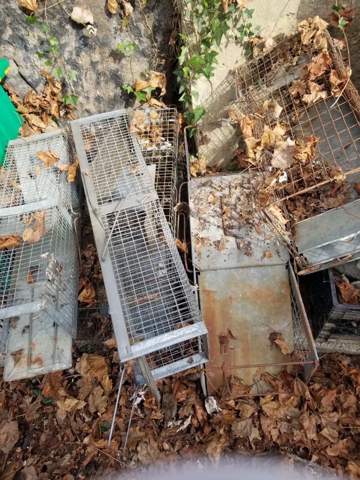 Havahart Style Trap Traps 12 Squirrel,Racoons,Large Small Some Need ...