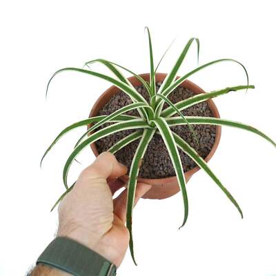 Agave bracteosa MONTERREY FROST WHITE VARIEGATED - Squid Agave | Spider ...