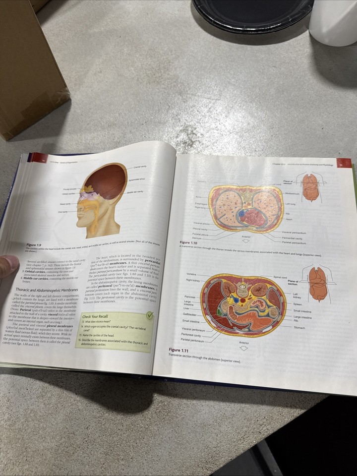 Hole's Essentials of Human Anatomy and Physiology by David Shier ...