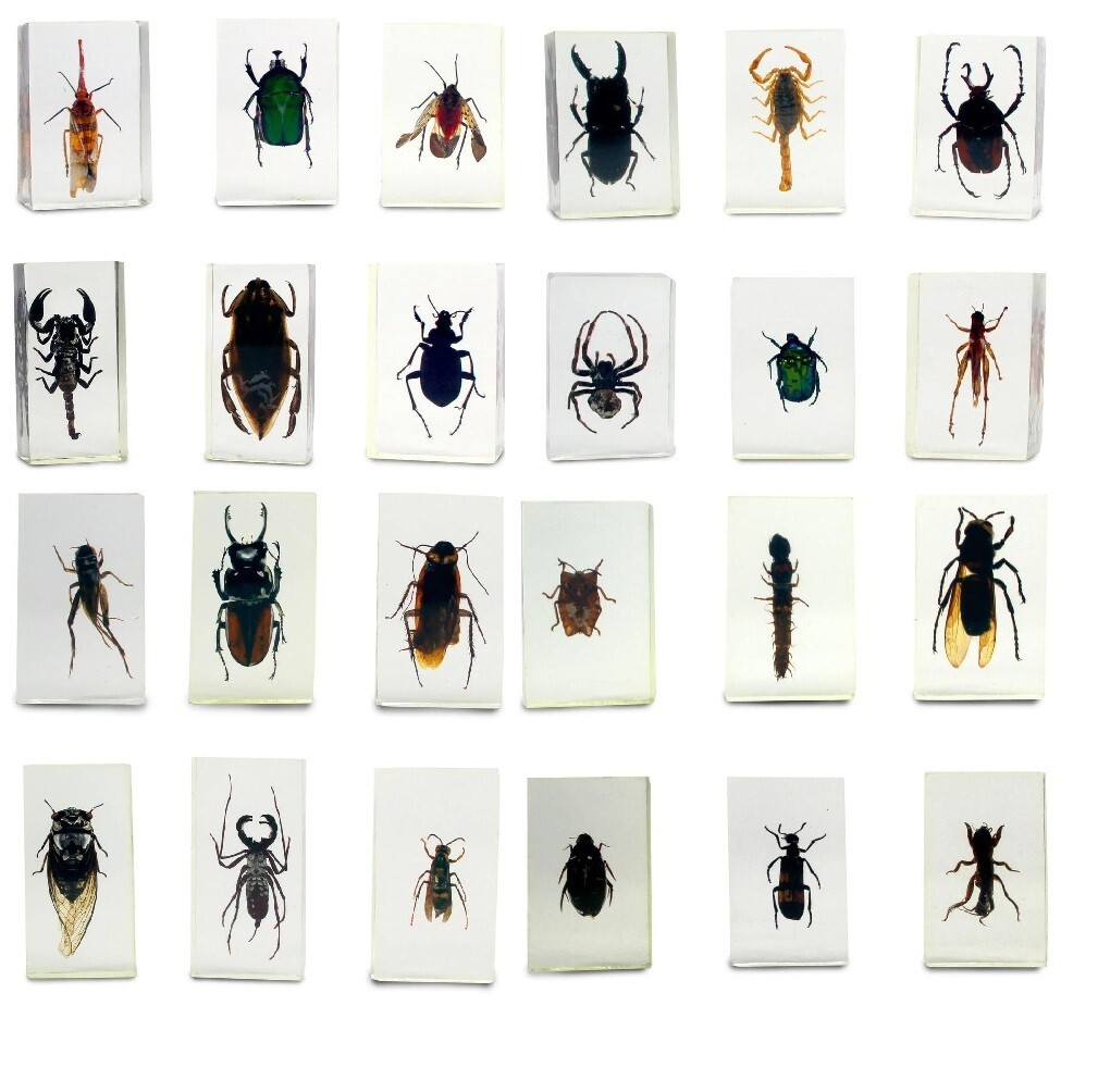 How Many Different Types Of Bugs Are There In The World