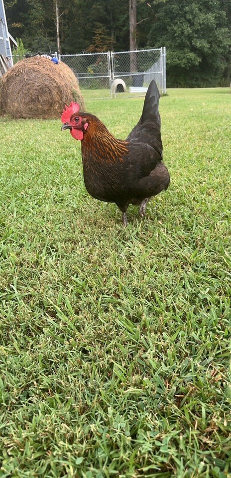 6+ FRENCH BLACK COPPER MARANS Rare Hatching Eggs Chocolate Eggs Nice ...