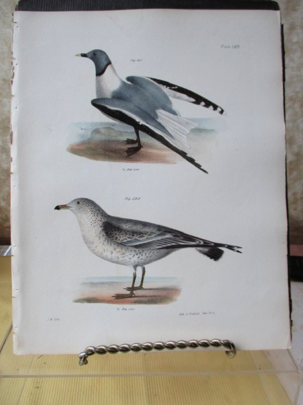 Vintage Print,NY Nat'l.Hist.,Birds,1844,SABINE'S GULL; COMMON GULL ...