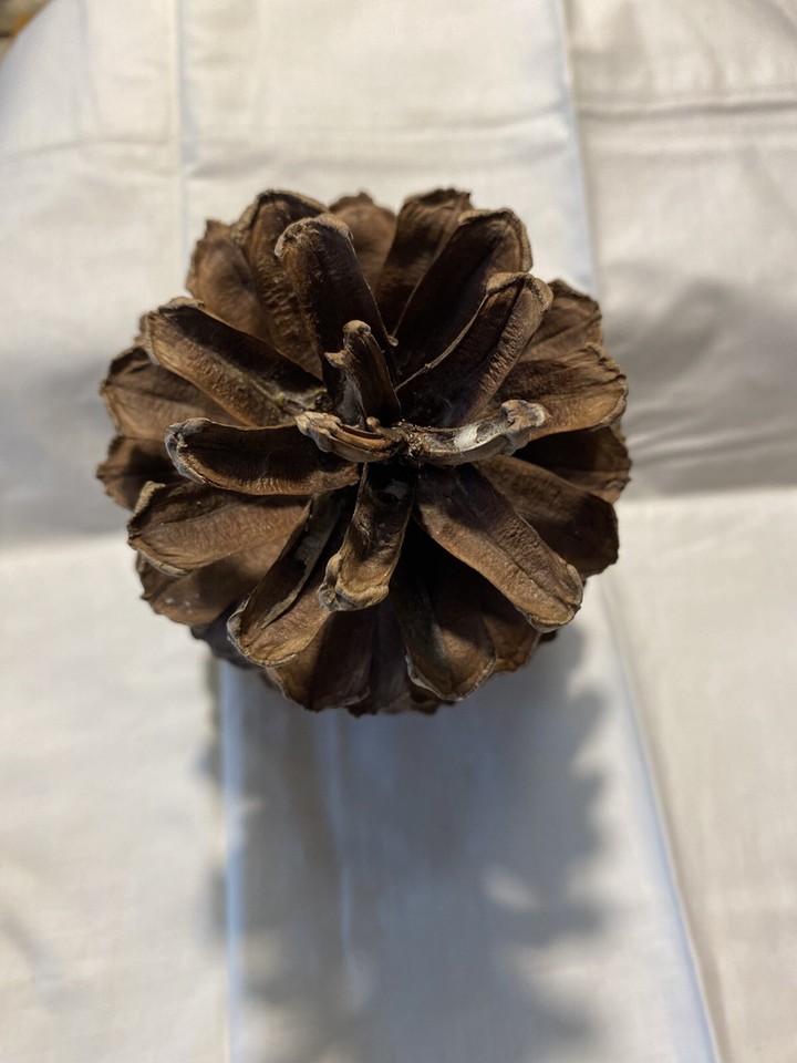 extra large pine cone | eBay