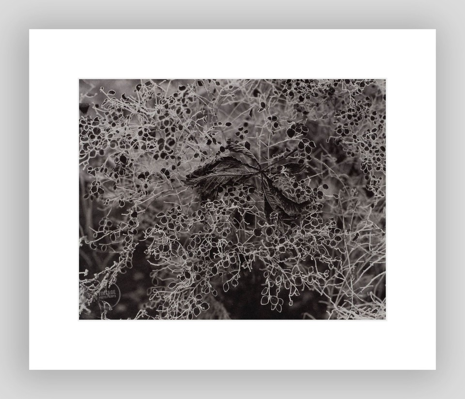 VTG Edward Steichen Print Still Life Interloper Youlangis France 1920 ...