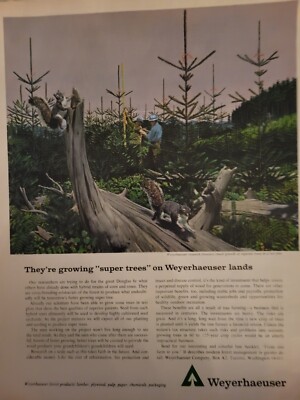 1960s Weyerhaeuser Tree Farm Super Trees Squirrels Vintage Wildlife ad ...