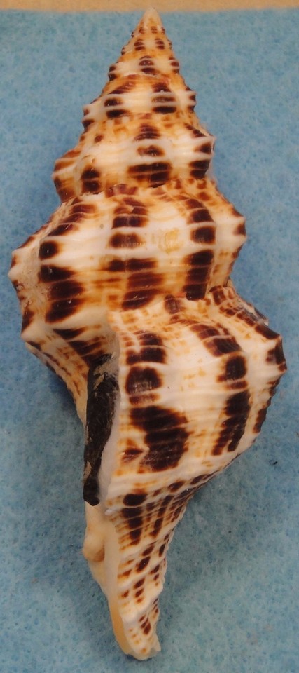 Latirus Polygonus 95mm Cuyo Island Palawan,Philippines 10-15 meters Coral Reef | eBay