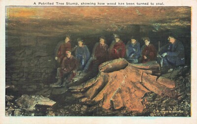 Coal Miners Petrified Tree Stump Scranton PA? Vintage PC Unused | eBay