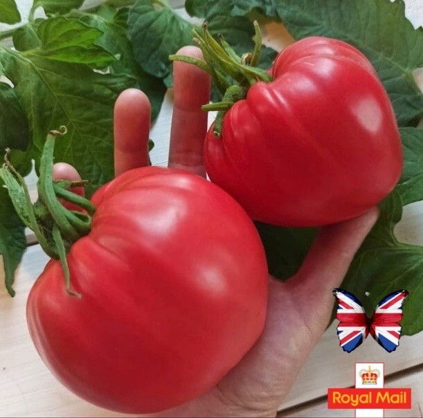 TOMATO 25 SEEDS GIANT OX HEART Oxheart HEIRLOOM NO GMO Bull Bull’s ...
