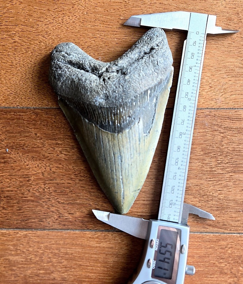 HUGE Megalodon Shark 5.54" Tooth Fossil NO RESTORATION, NO REPAIR ...