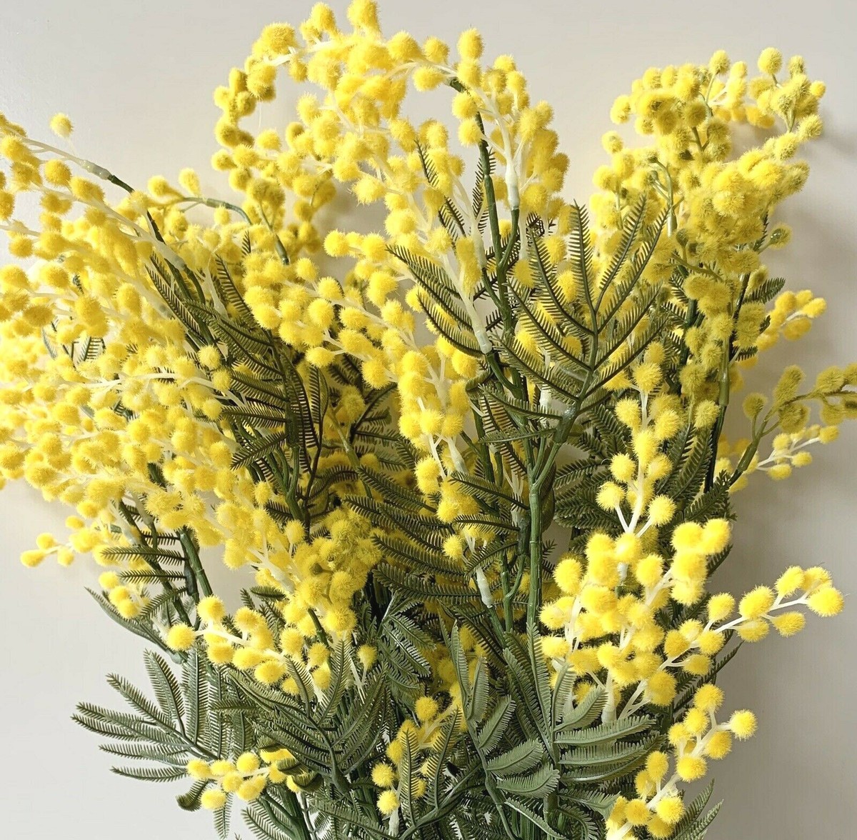 Golden Wattle Computer Wallpapers Wattle Photography Print