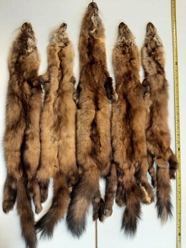 Tanned Pine Martin, Sable pelt, fur, cabin, mancave, Medium Grade ...