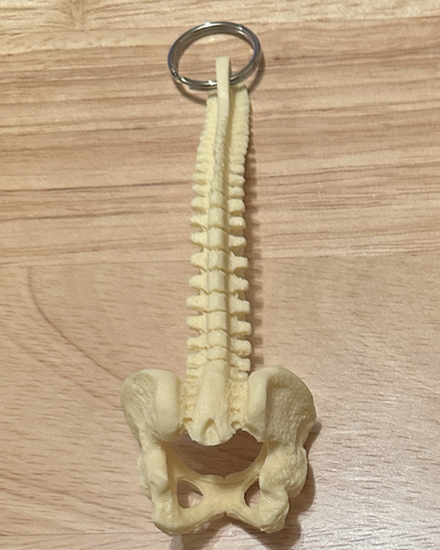Spinal Cord Chiropractic Skeleton Keychain Human Spine Anatomically ...