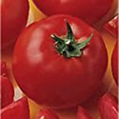 Bush Early Girl II Tomato Seeds (20+ Seeds) | Non GMO | Vegetable Fruit ...