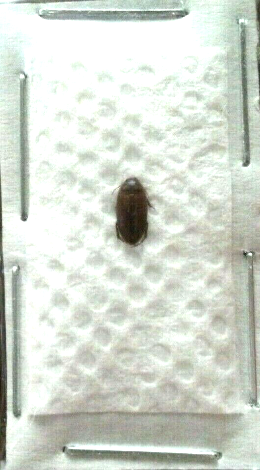 Dytiscidae: Copelatinae: Copelatus chevrolati renovatus, A1 | eBay