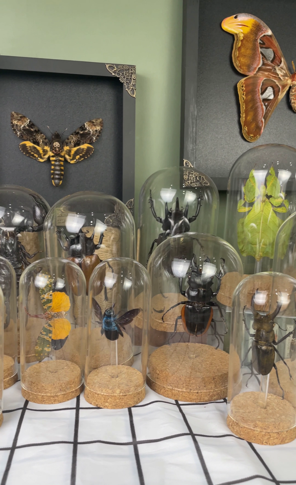 Real Cicada Mounted Collection Decor Home Dried Insect Gothic Art Decor ...