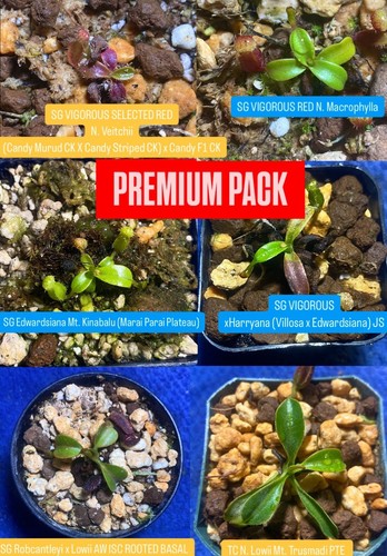 PREMIUM NEPENTHES SPECIES/HYBRID BUNDLE (FREE RED SPAG MOSS + 2 DAYS ...
