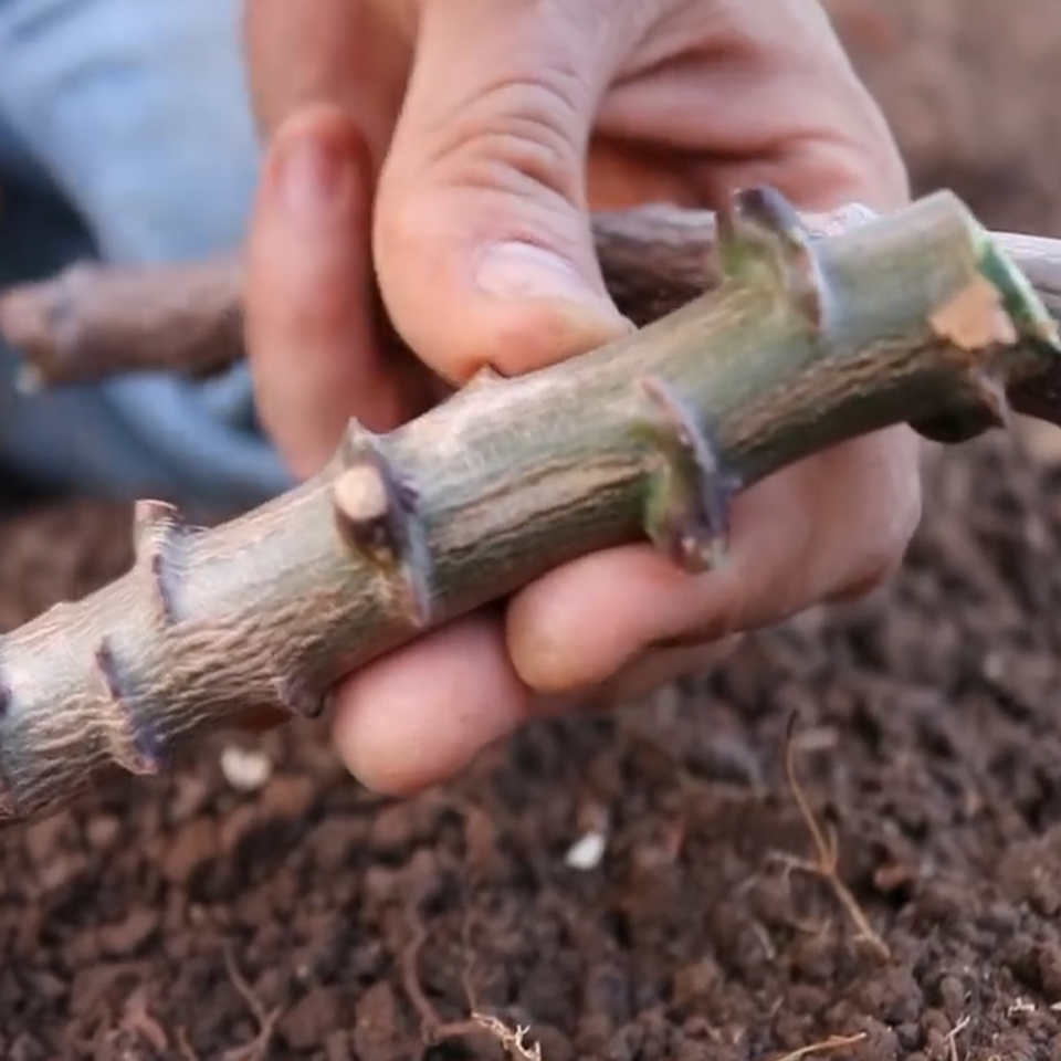 Cassava plant Cuttings Fresh Yuka Stem root Manioc 100% GERMINATE 15cm ...