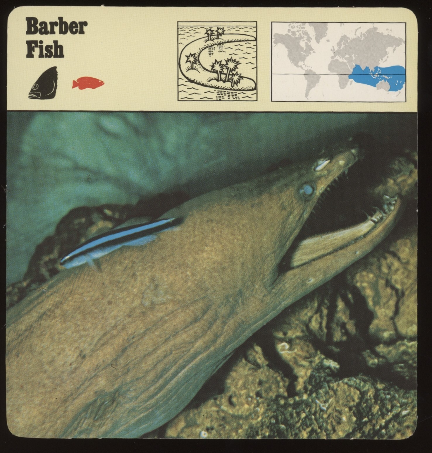 Barber Fish Safari Cards Rencontre Fish | eBay
