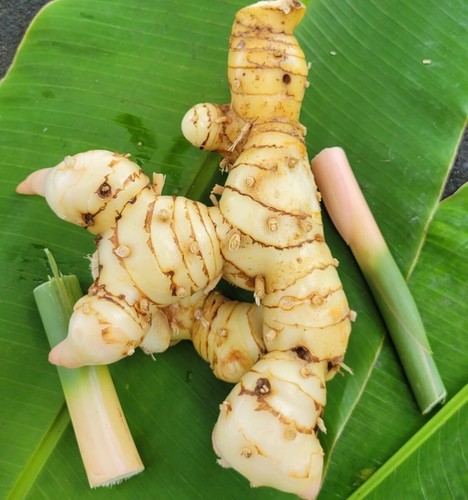 Thai Ginger Root/ Galangal Root/ Siamese Ginger/ Kha for Thai cooking ...