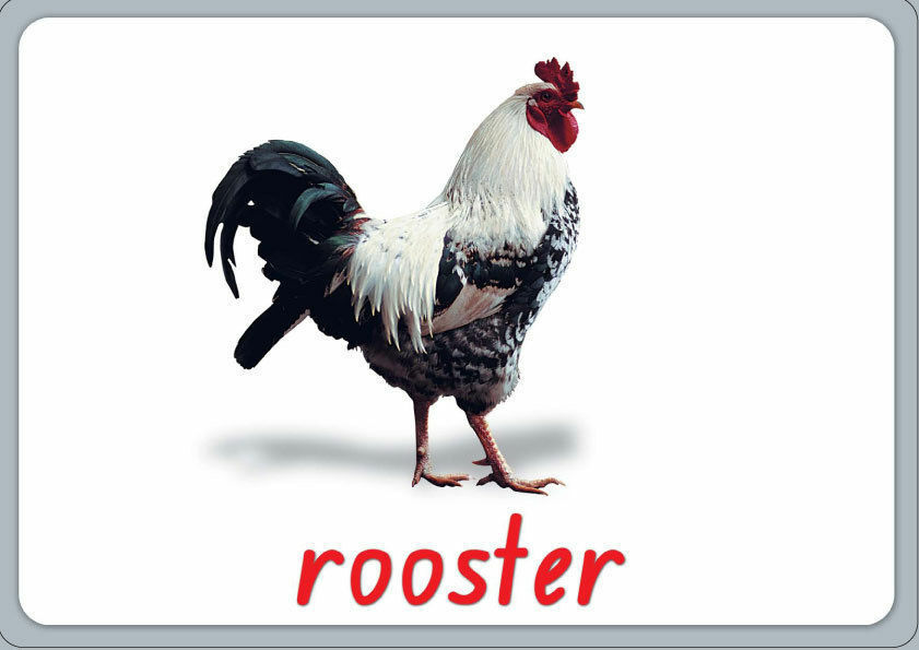 JUMBO Reading Flashcards FARM ANIMALS Preschool FLASH CARDS Learn FIRST ...