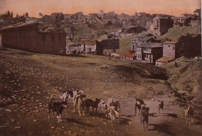 TURKEY, dogs in Constantinople.......Antique photochrom, late 19th ...