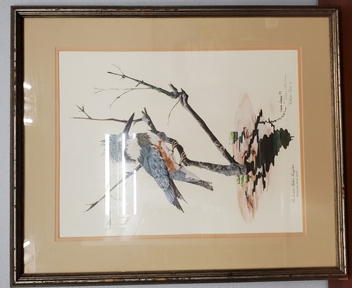 Gene Gray Signed Limited/Numbered Eastern Belted Kingfisher Bird ...