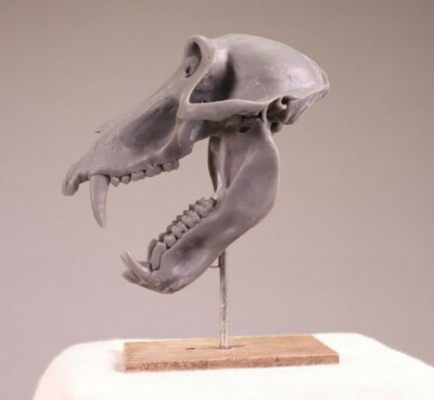 Baboon Skull (male) 1/2 life size Skull Replica for veterinary and ...