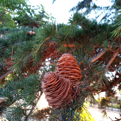 Deodar Cedar, (Himalayan Cedar), Cedrus deodara, 12 Tree Seeds Bonsai ...