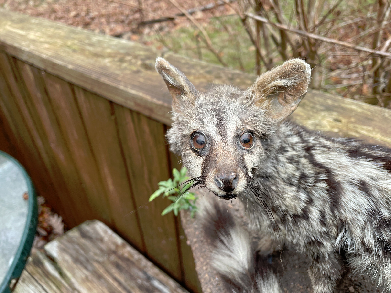 Rare, Beautiful little Small Spotted GENET full body Mount AFRICA ...