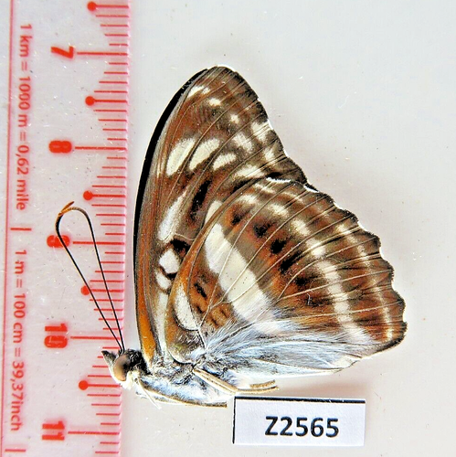 Z2565. Insects, butterflies: Nymphalidae sp. Vietnam, Nghe An | eBay