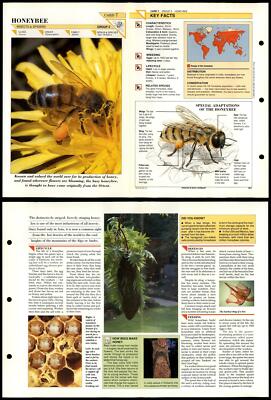 Honeybee #7 Insects Wildlife Fact File Fold-Out Card | eBay UK