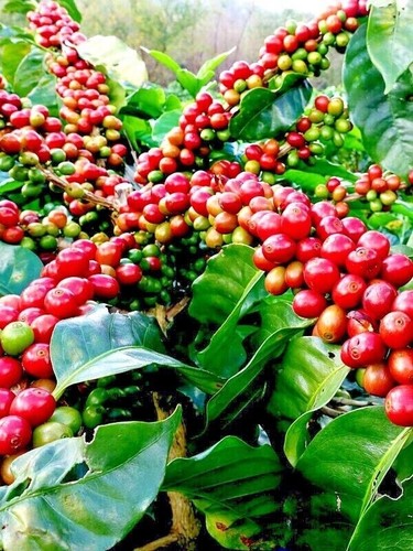 Ceylon Coffee Bean Coffea Arabica,Tropical Tree Rare Shrub Exotic Cafe ...